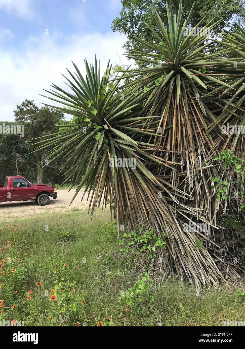 Spanish dagger (Yucca treculiana Stock Photo - Alamy