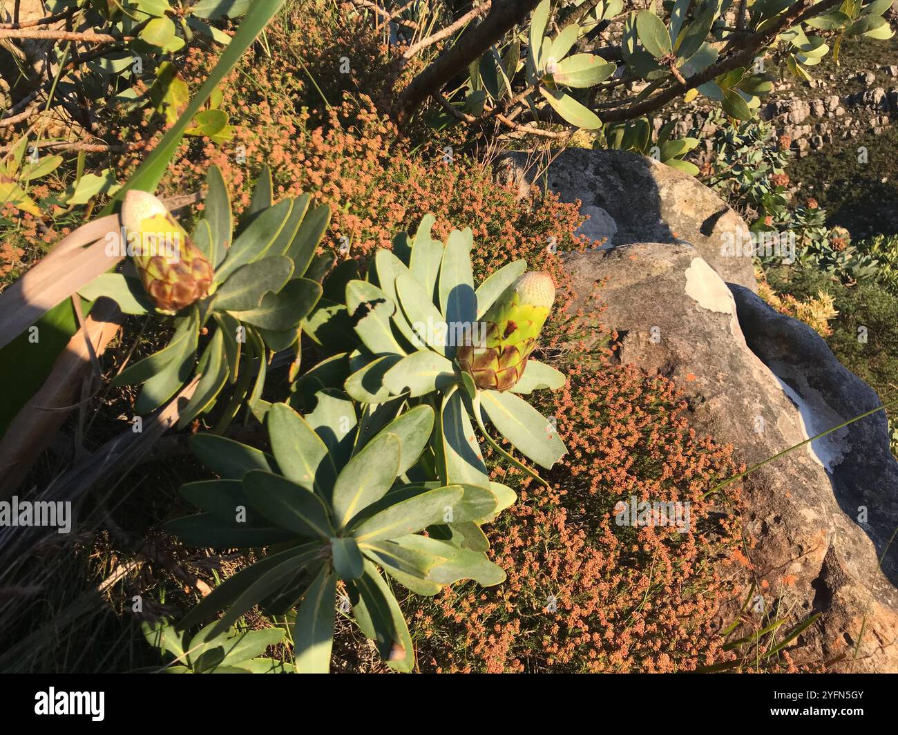 Wagon Tree (Protea nitida Stock Photo - Alamy