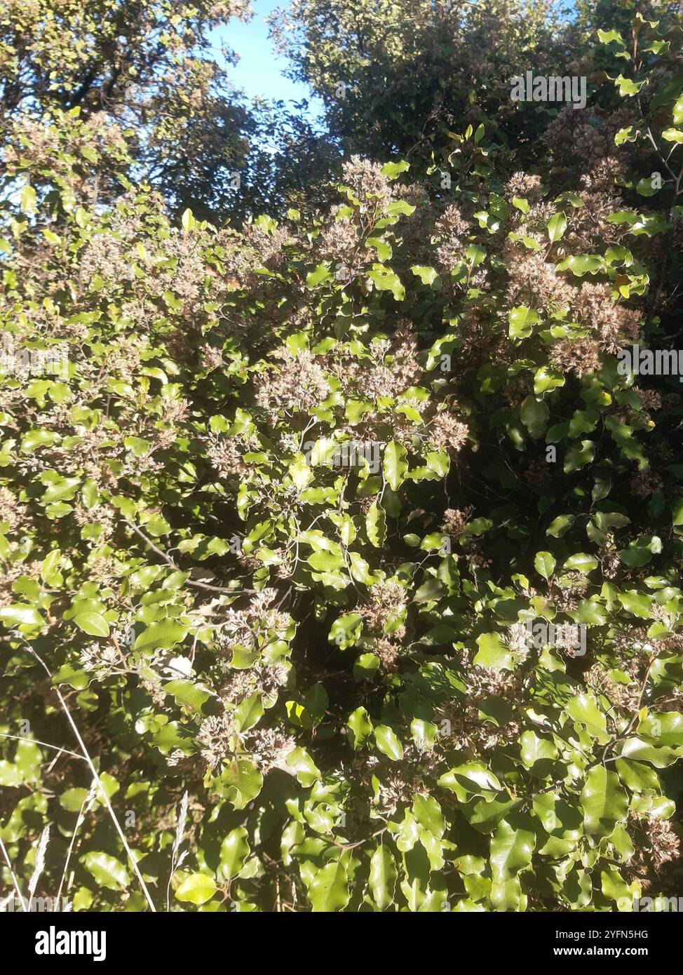 Akiraho (Olearia paniculata Stock Photo - Alamy