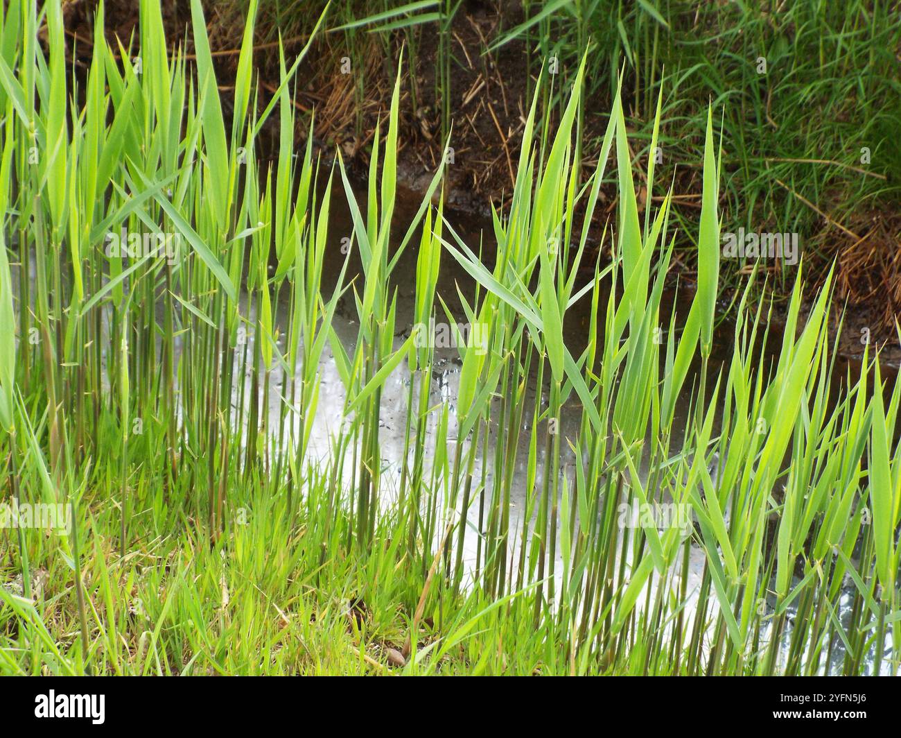 grasses, sedges, cattails, and allies (Poales Stock Photo - Alamy
