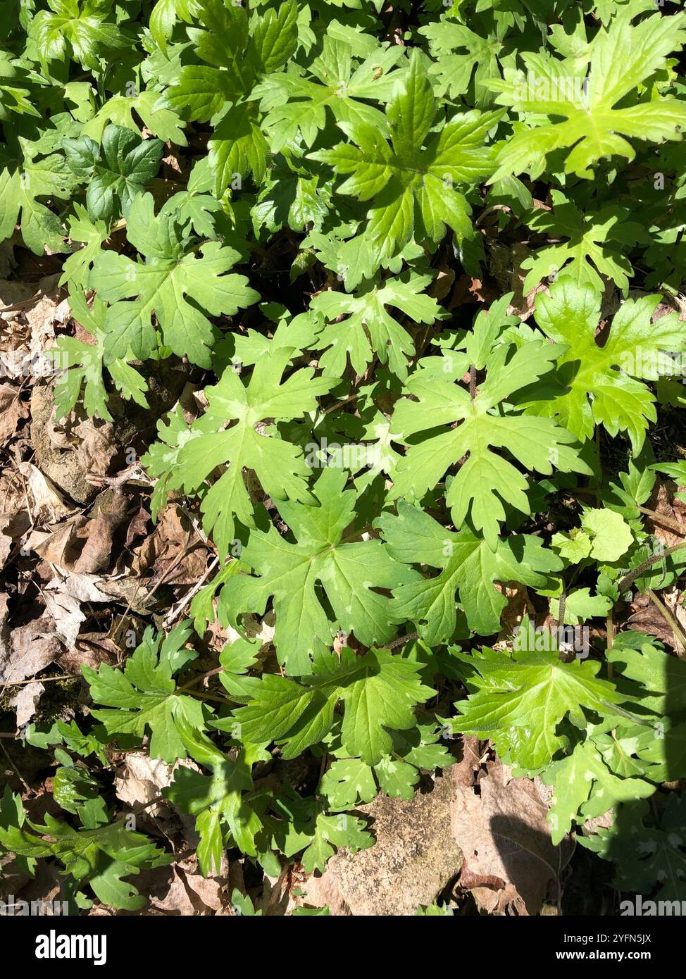 Broad-leaf Waterleaf (Hydrophyllum canadense Stock Photo - Alamy