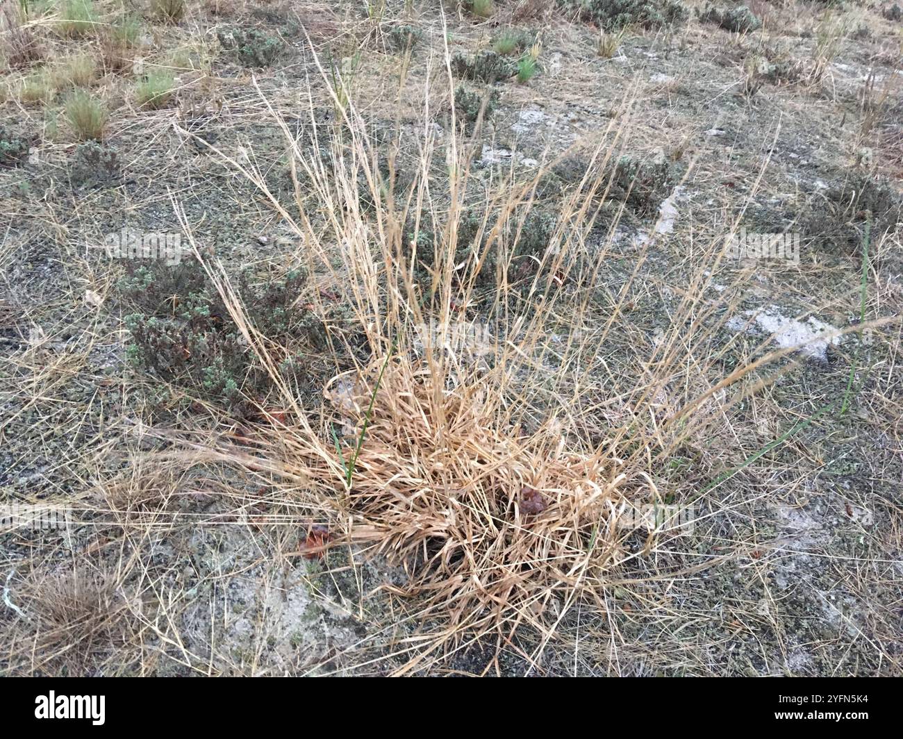 bluestems, thatching grasses, and allies (Andropogoninae Stock Photo ...
