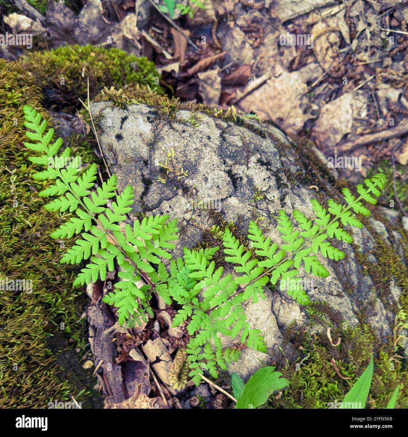 fragile ferns (Cystopteris Stock Photo - Alamy