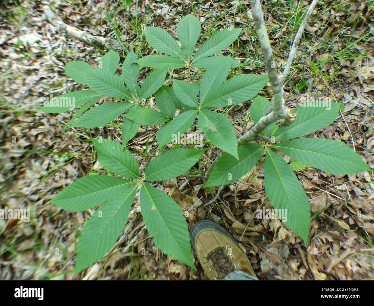 painted buckeye (Aesculus sylvatica Stock Photo - Alamy