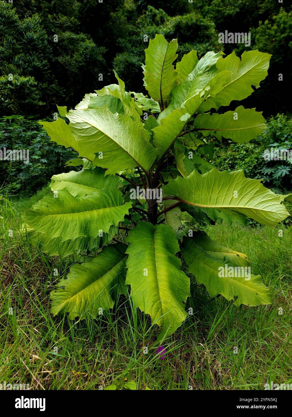 giant groundsel (Telanthophora grandifolia Stock Photo - Alamy