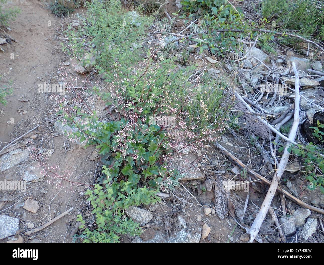 crevice alumroot (Heuchera micrantha Stock Photo - Alamy