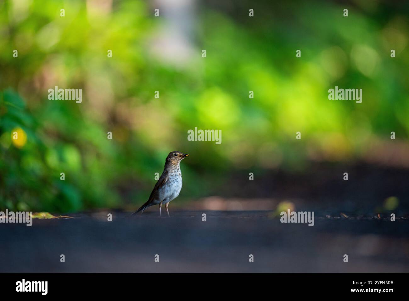 Canada national bird hi-res stock photography and images - Alamy