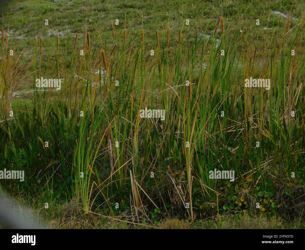 southern cattail (Typha domingensis Stock Photo - Alamy