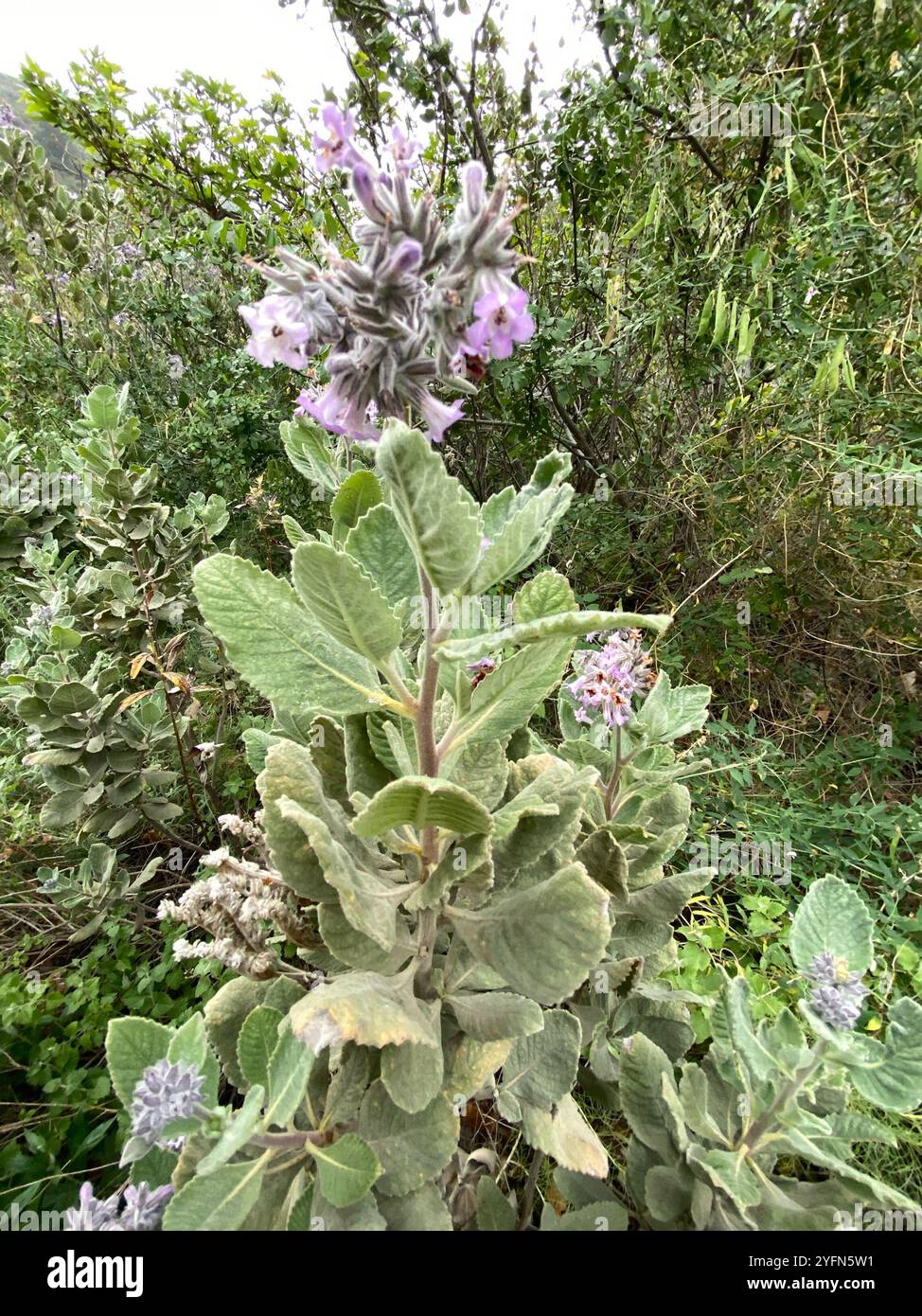 Thick-leaved Yerba Santa (Eriodictyon crassifolium Stock Photo - Alamy