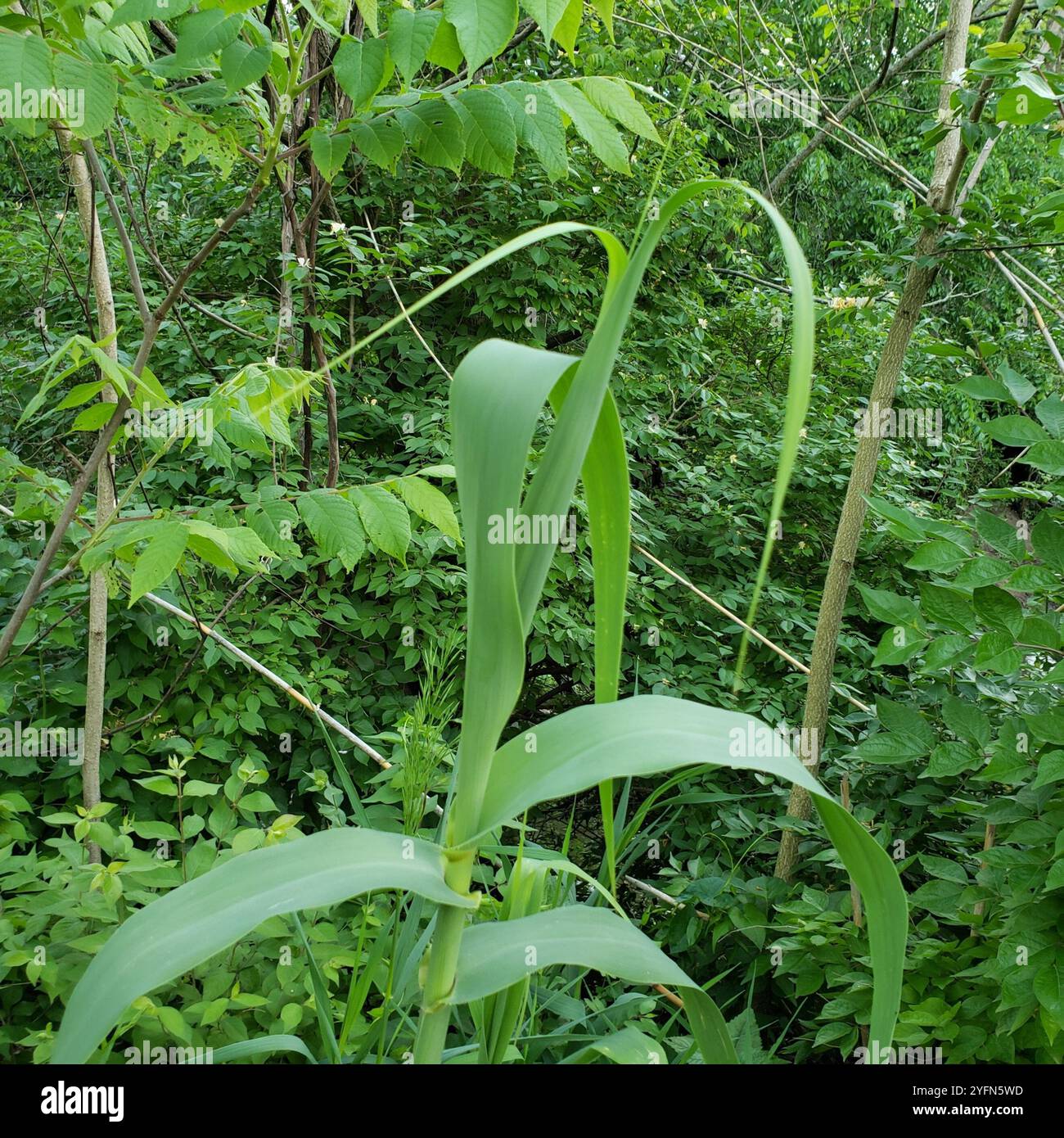 common reed (Phragmites australis Stock Photo - Alamy