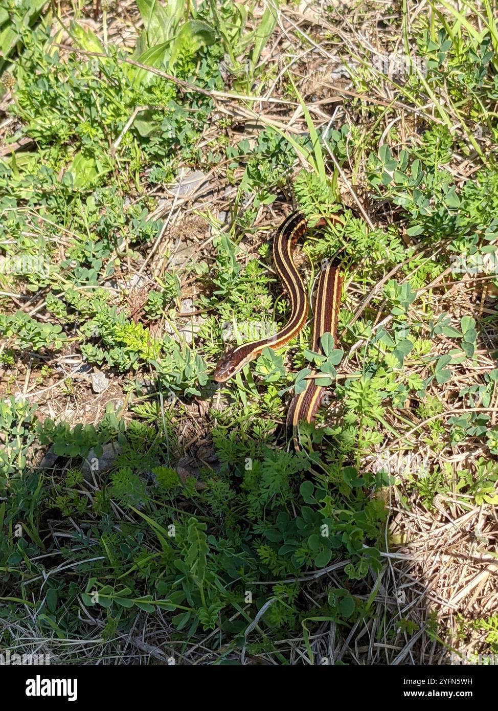 Northern Ribbon Snake (Thamnophis saurita septentrionalis Stock Photo ...