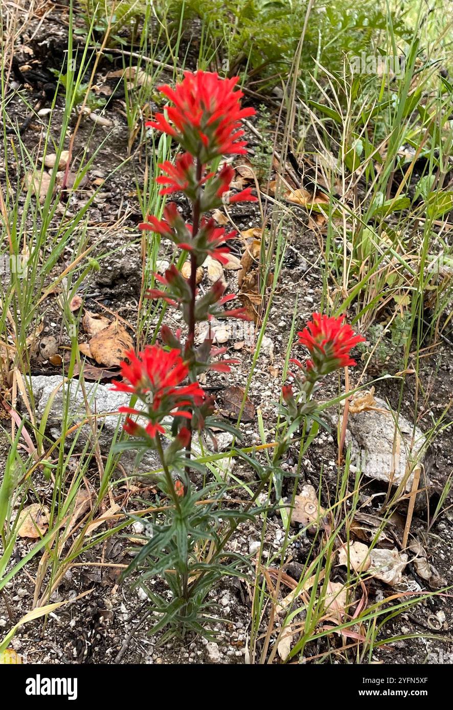 Coast Paintbrush (Castilleja affinis affinis Stock Photo - Alamy