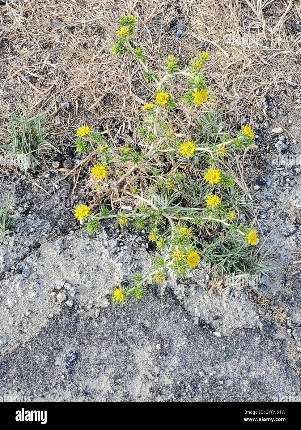 Common Spikeweed (Centromadia pungens Stock Photo - Alamy