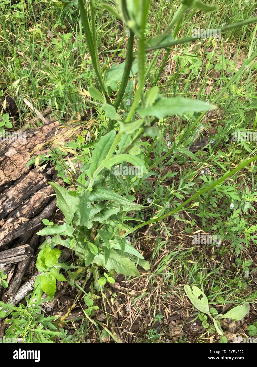 Smooth hawksbeard (Crepis capillaris Stock Photo - Alamy