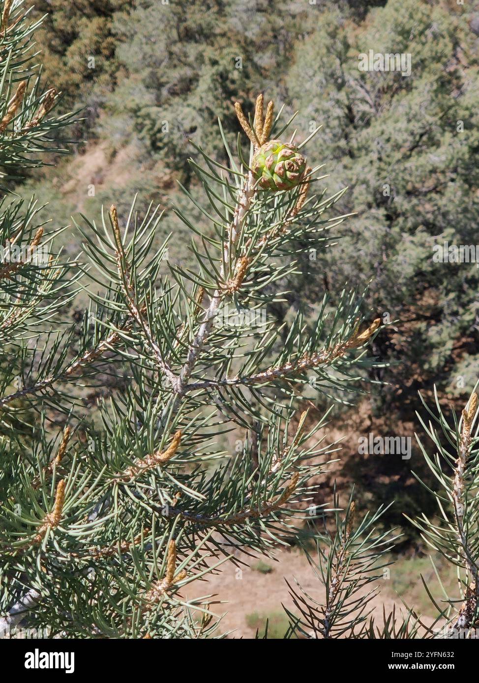 singleleaf pinyon (Pinus monophylla Stock Photo - Alamy