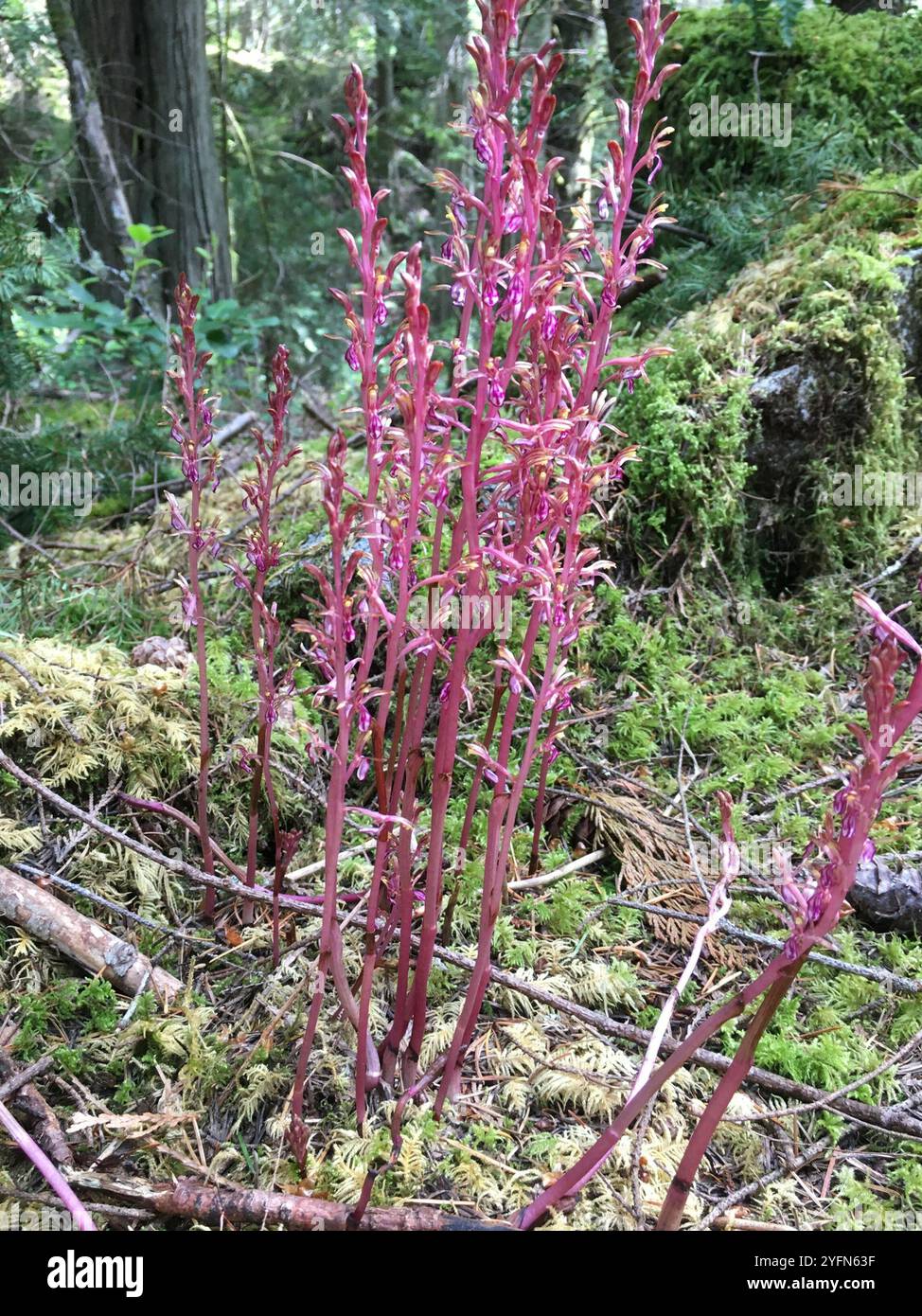 Pacific coralroot (Corallorhiza mertensiana Stock Photo - Alamy