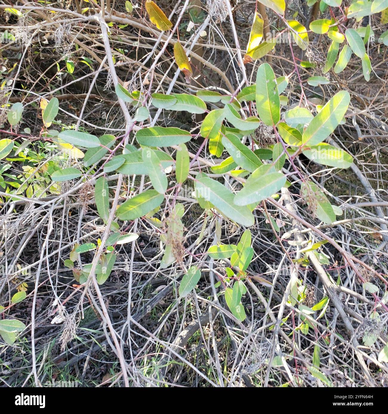 laurel sumac (Malosma laurina Stock Photo - Alamy