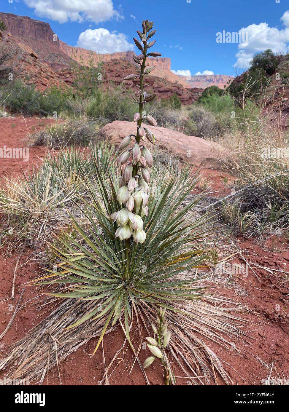 Narrowleaf yucca yucca angustissima hi-res stock photography and images ...