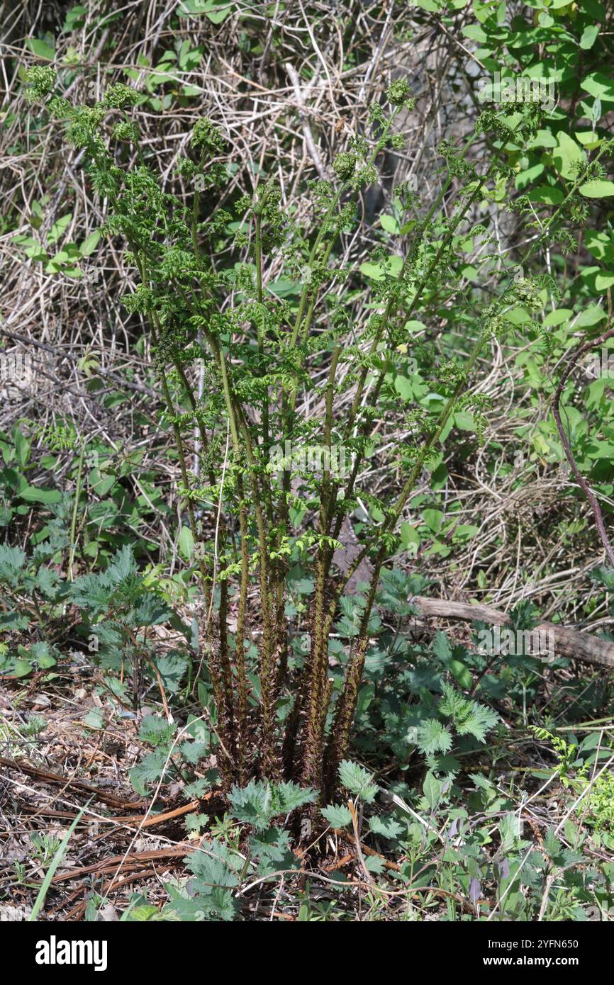 broad buckler-fern (Dryopteris dilatata Stock Photo - Alamy