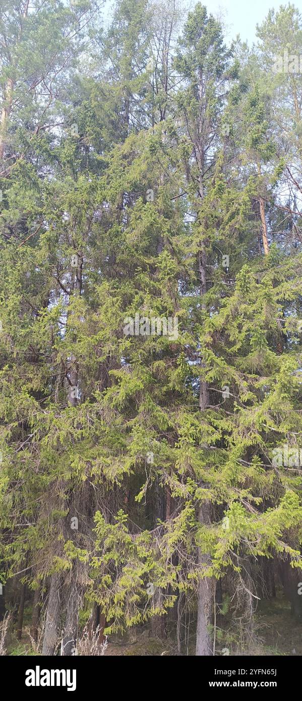 Siberian spruce (Picea obovata Stock Photo - Alamy