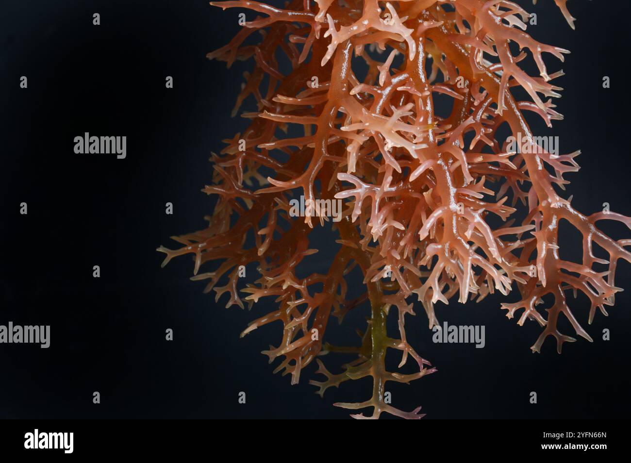 fresh brown seaweed isolated on black background Stock Photo - Alamy