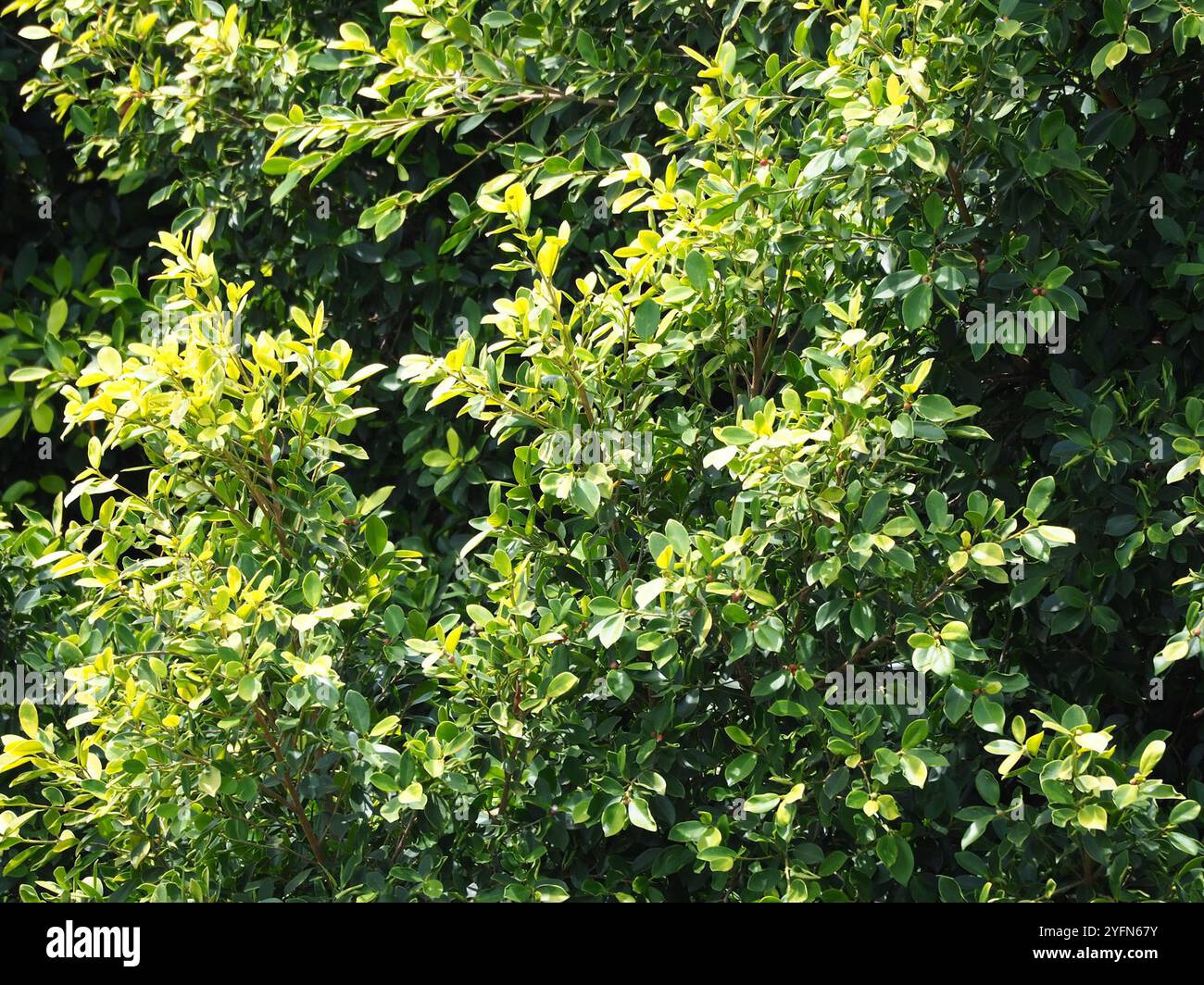 Chinese banyan (Ficus microcarpa Stock Photo - Alamy