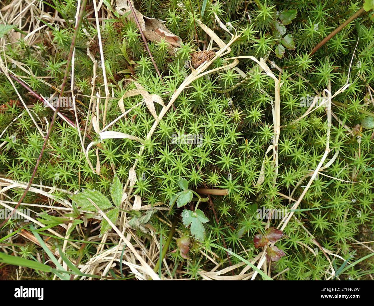Common Haircap Moss (Polytrichum commune Stock Photo - Alamy