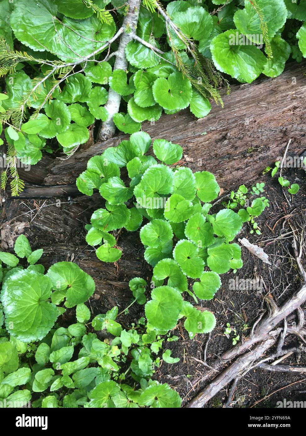 Deer-cabbage (Nephrophyllidium crista-galli Stock Photo - Alamy