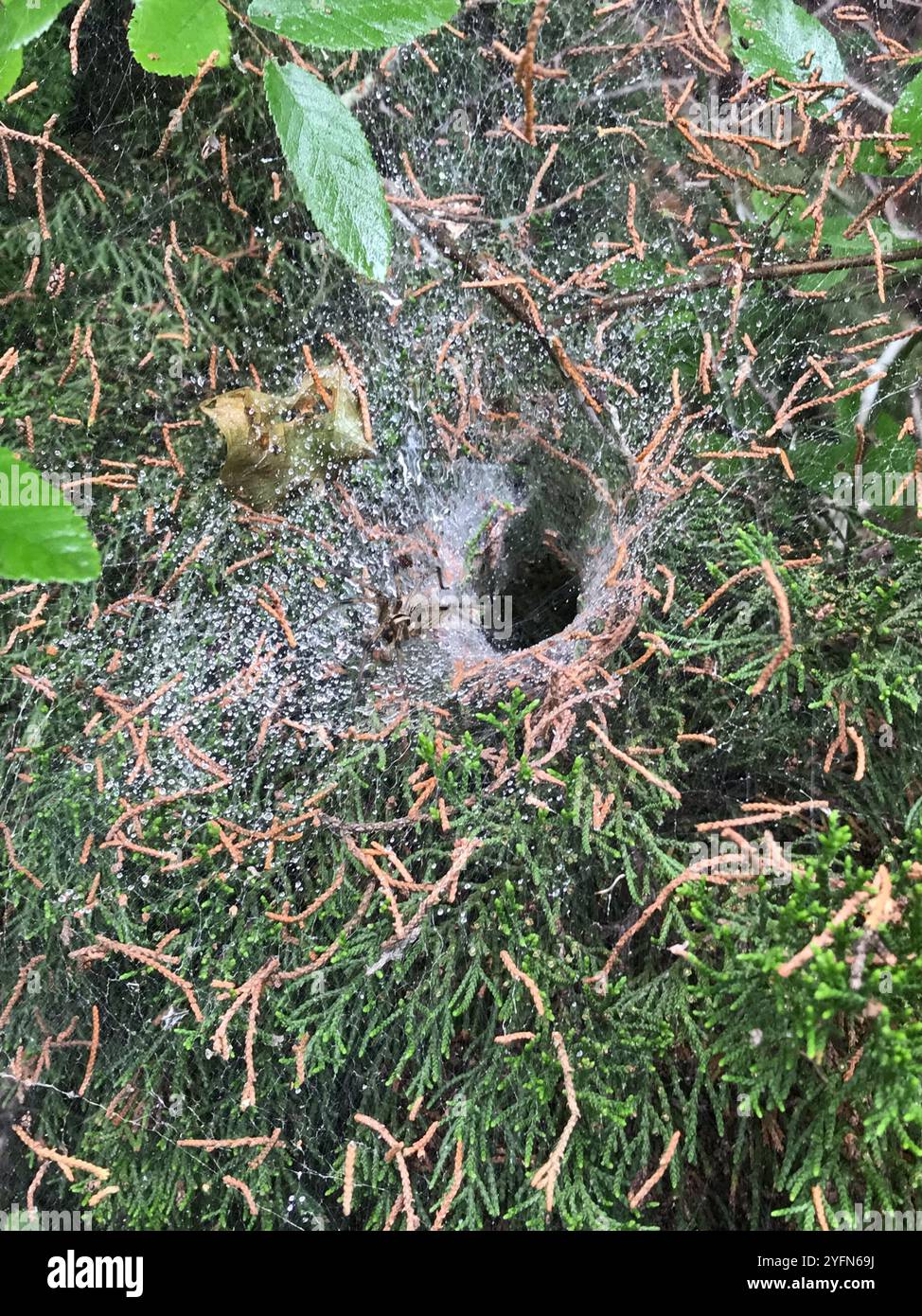 Funnel Weavers (Agelenidae Stock Photo - Alamy