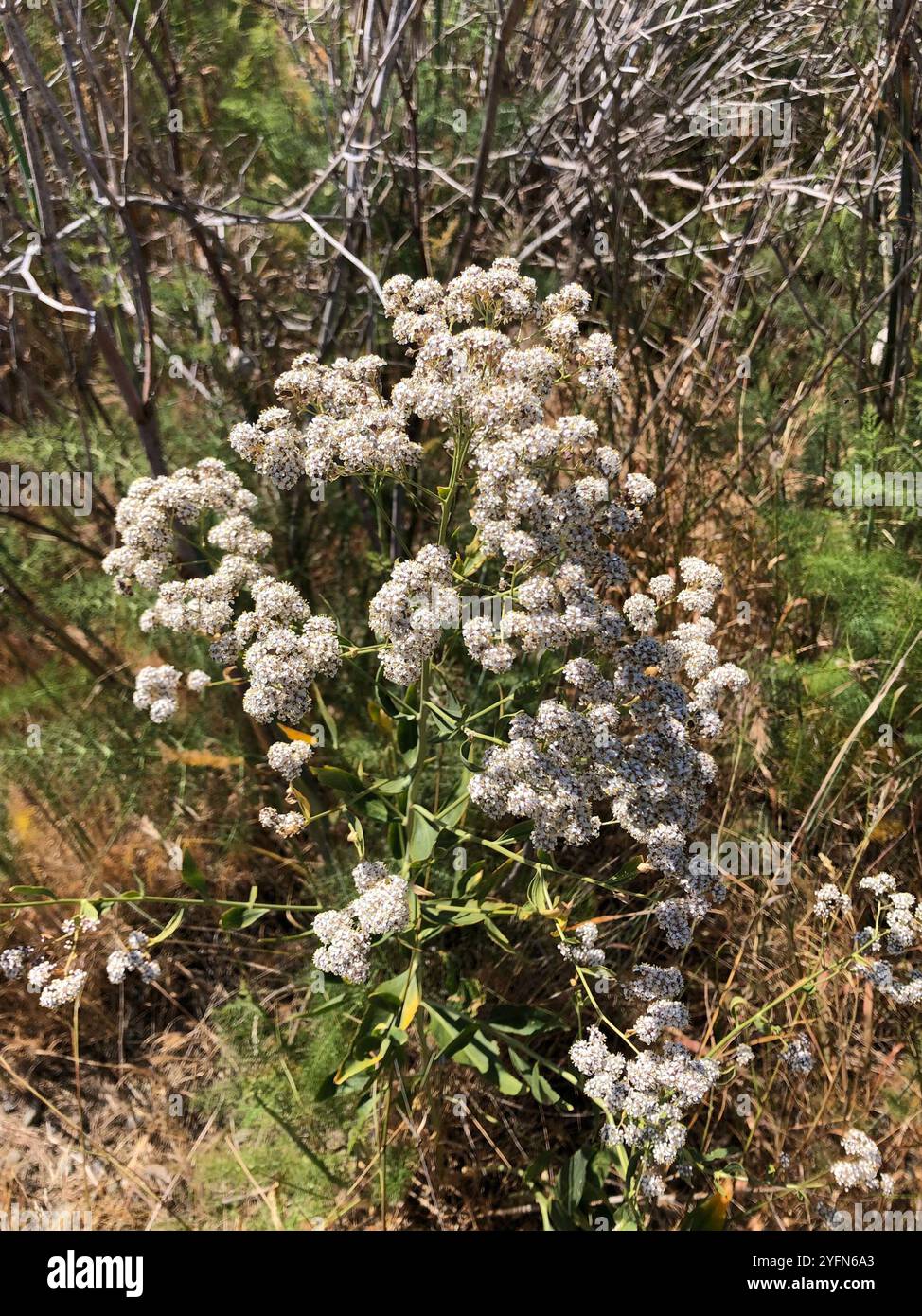 broadleaved pepperweed (Lepidium latifolium Stock Photo - Alamy