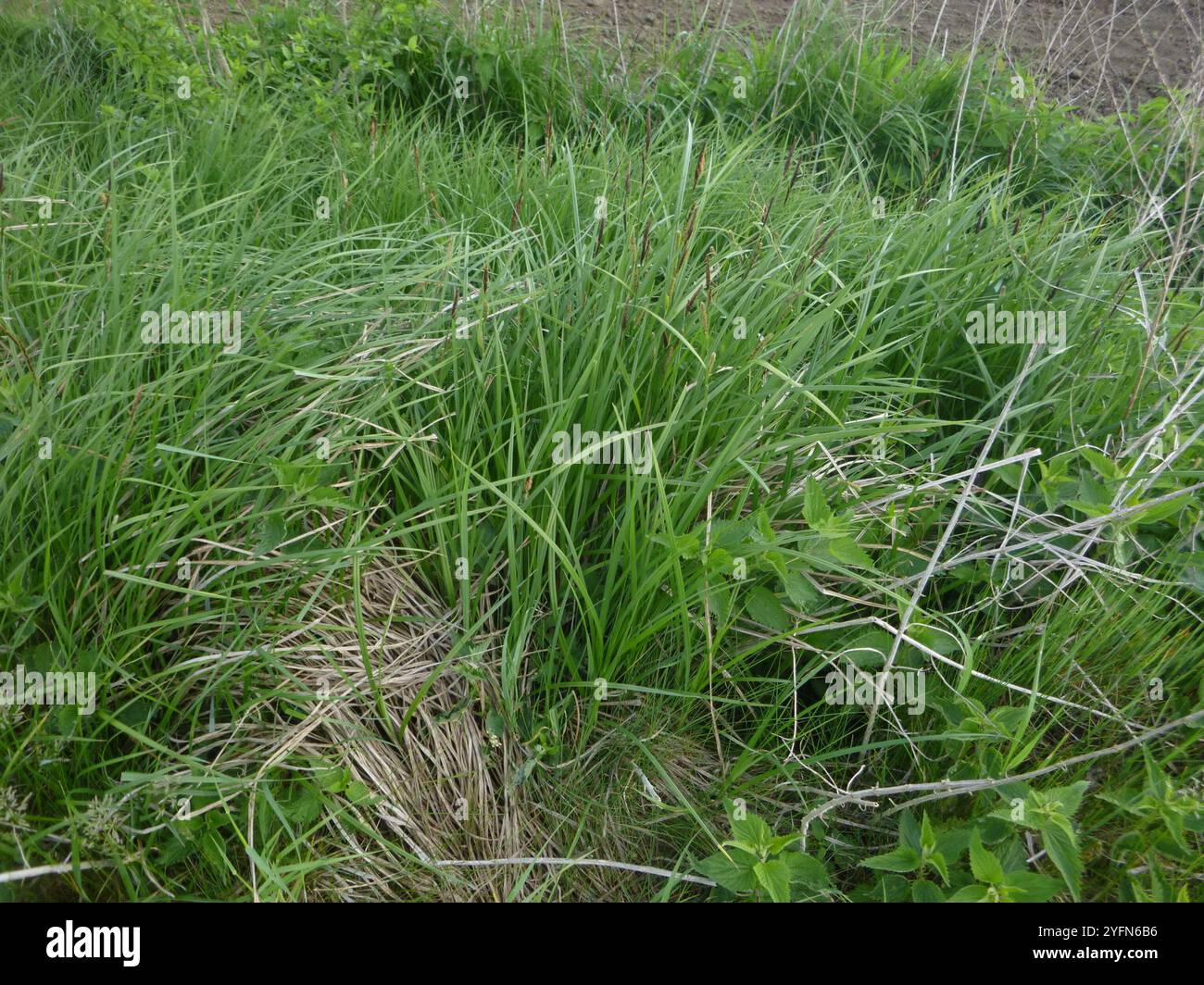 Greater Pond-sedge (Carex riparia Stock Photo - Alamy
