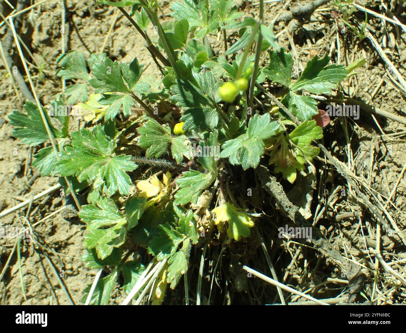 Western Buttercup (Ranunculus occidentalis Stock Photo - Alamy
