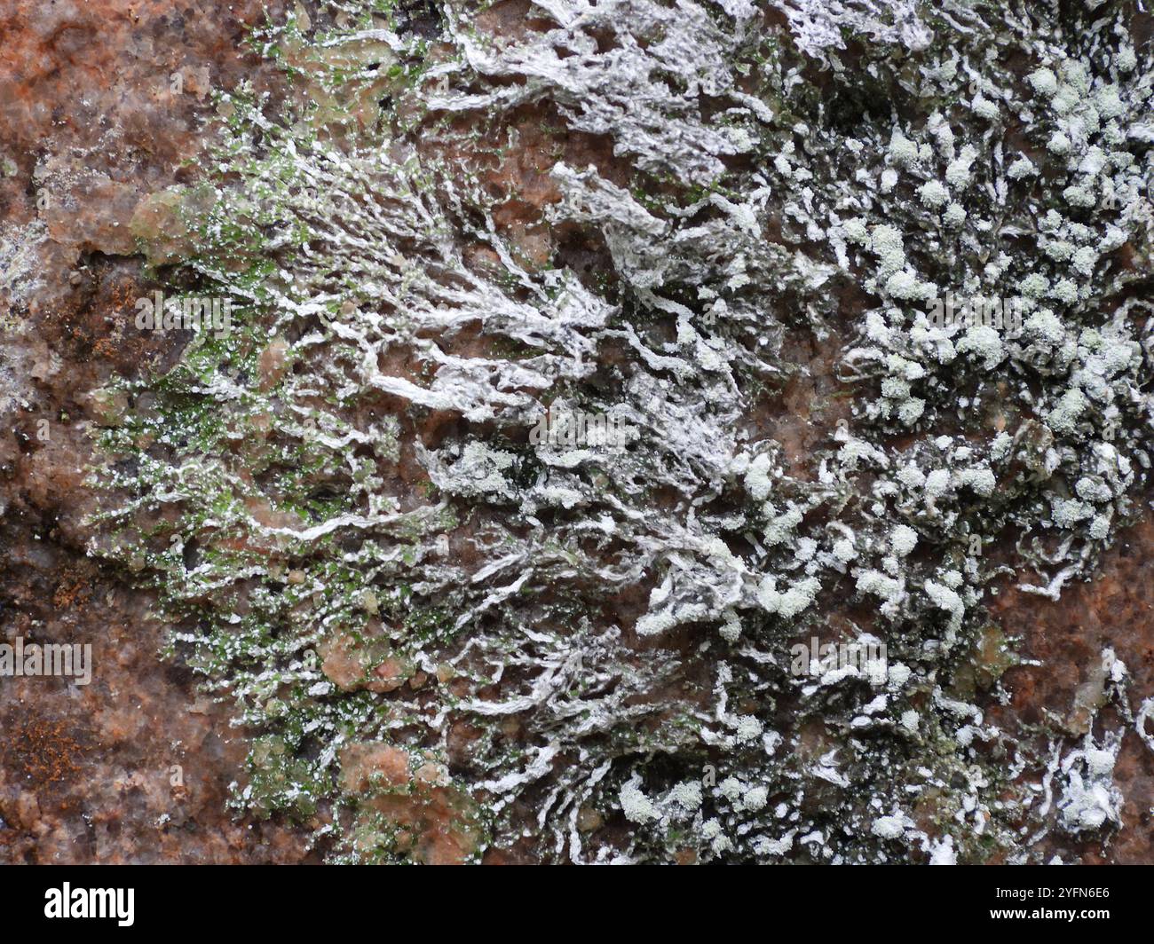 common lichens (Lecanoromycetes Stock Photo - Alamy