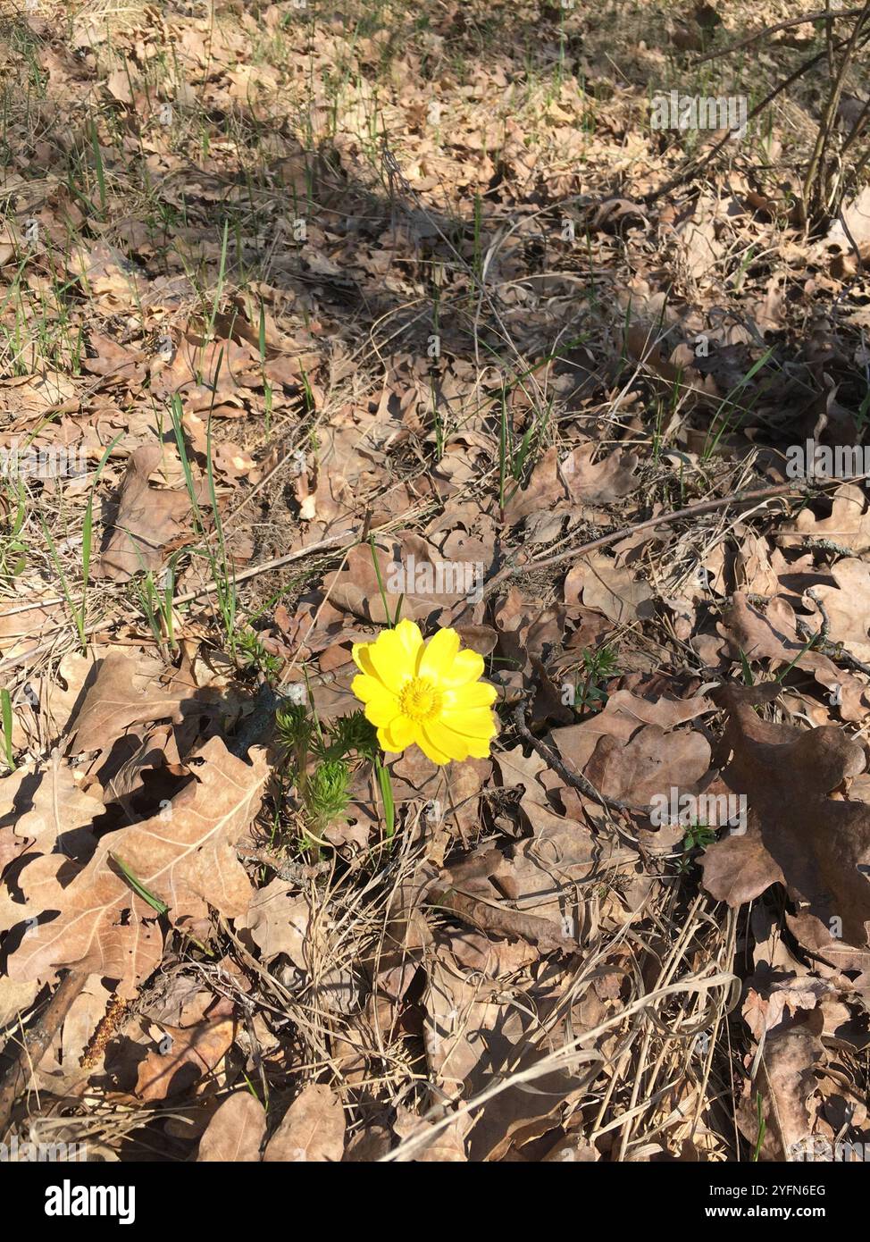 Spring Adonis (Adonis vernalis Stock Photo - Alamy