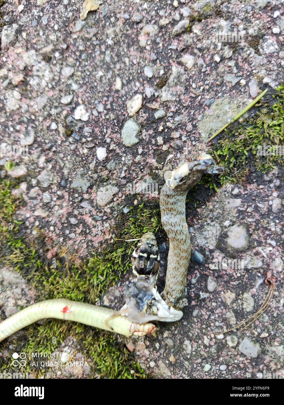 Green Whip Snake (Hierophis viridiflavus Stock Photo - Alamy