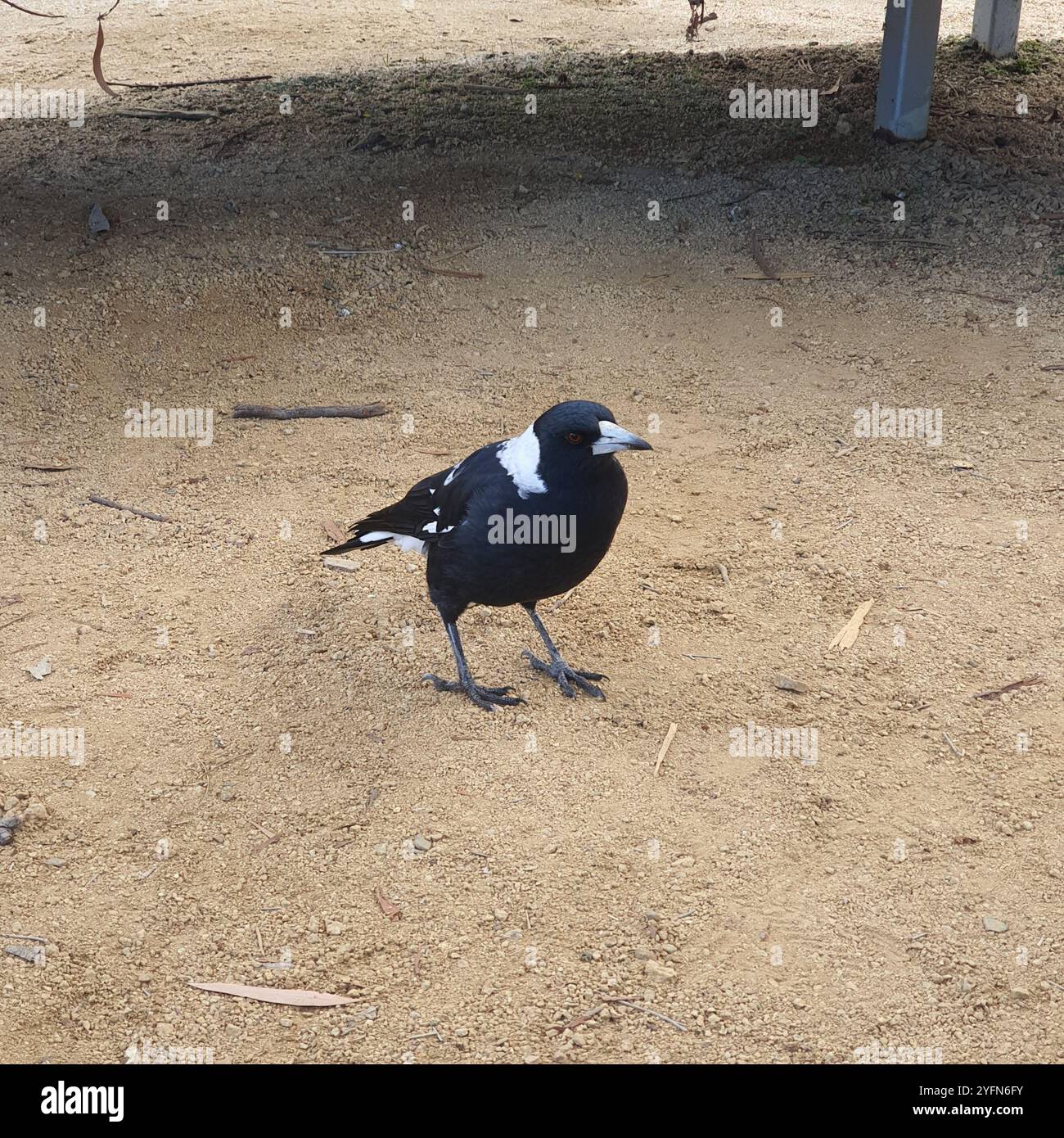 Australian Magpie (Gymnorhina tibicen Stock Photo - Alamy