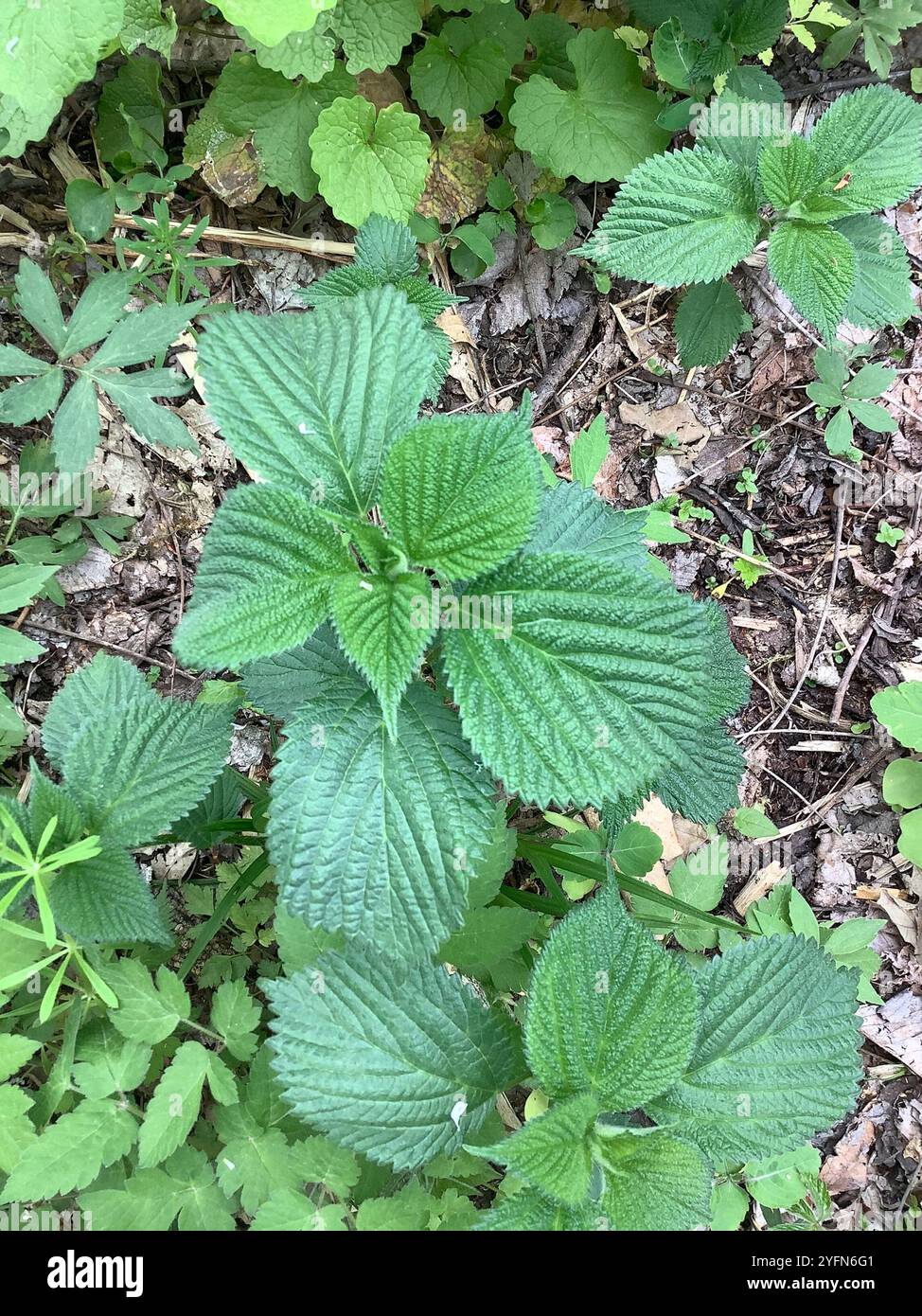wood nettle (Laportea canadensis Stock Photo - Alamy