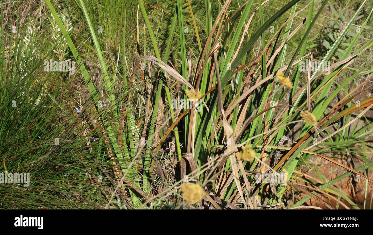 Jamaica swamp sawgrass (Cladium mariscus jamaicense Stock Photo - Alamy