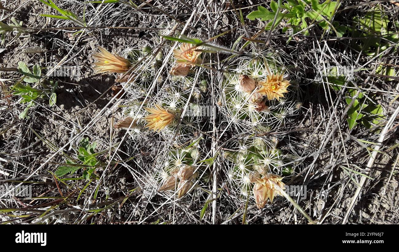Missouri Foxtail Cactus (Escobaria missouriensis missouriensis Stock ...