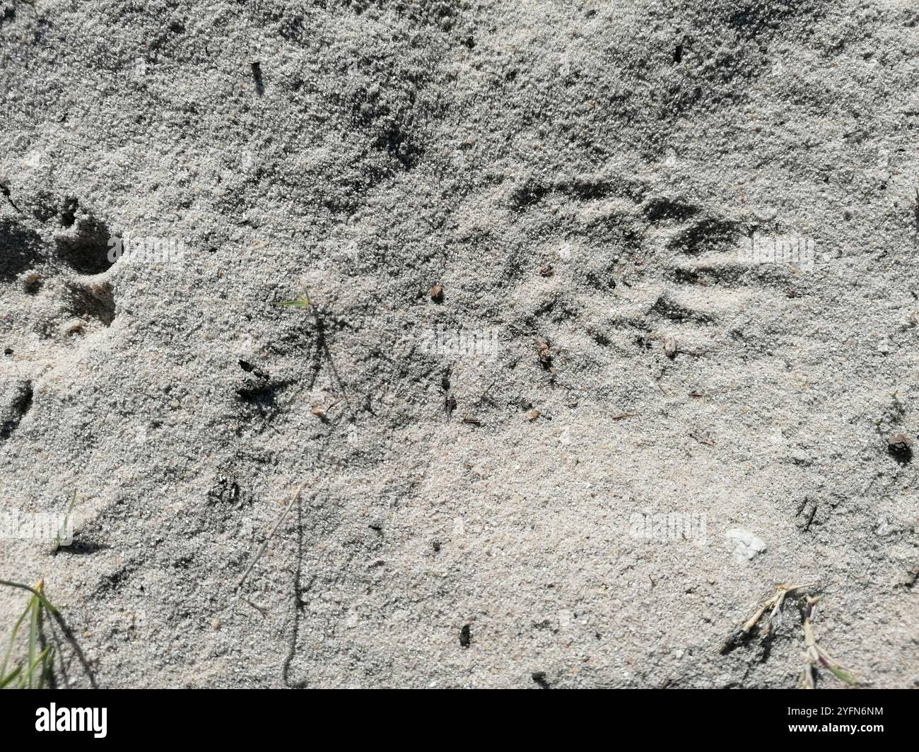 African Clawless Otter (Aonyx capensis Stock Photo - Alamy