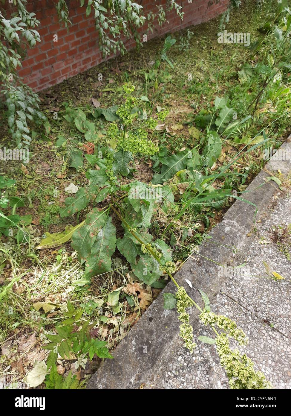 Greek Dock (Rumex cristatus Stock Photo - Alamy