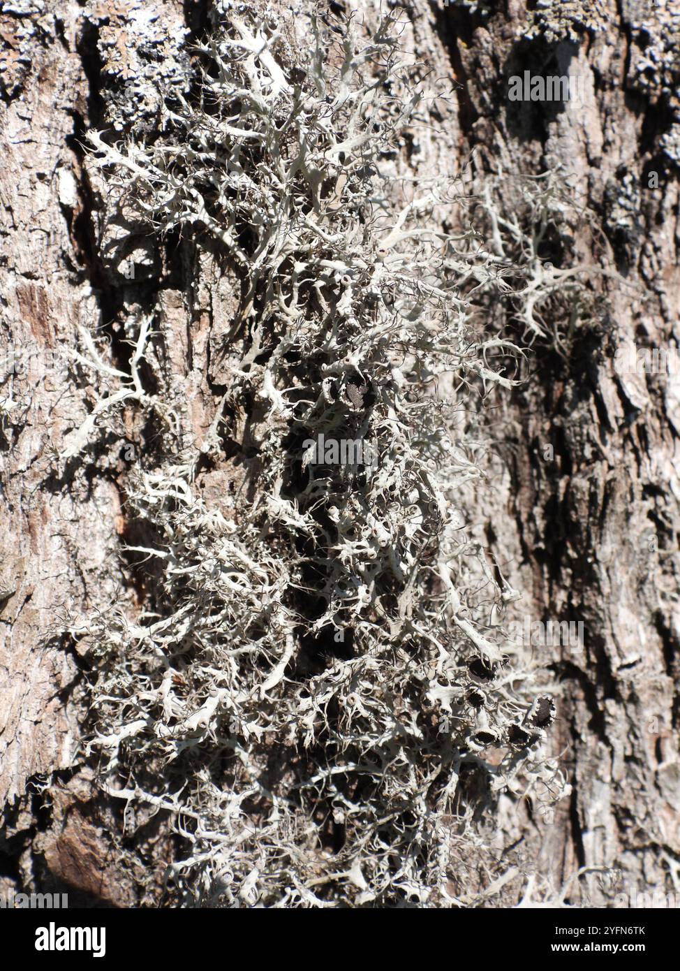 Great Ciliated Lichen (Anaptychia ciliaris Stock Photo - Alamy