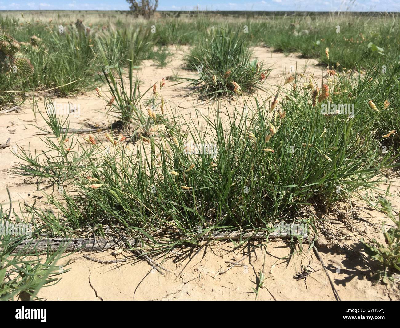 buffalograss (Bouteloua dactyloides Stock Photo - Alamy