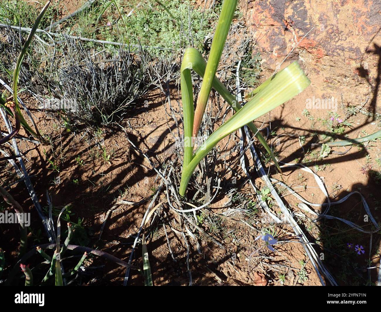 Two-leaved Cape tulip (Moraea miniata Stock Photo - Alamy