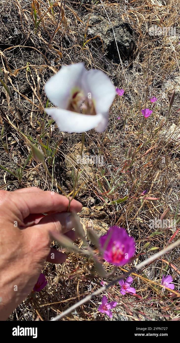 clay mariposa lily (Calochortus argillosus Stock Photo - Alamy