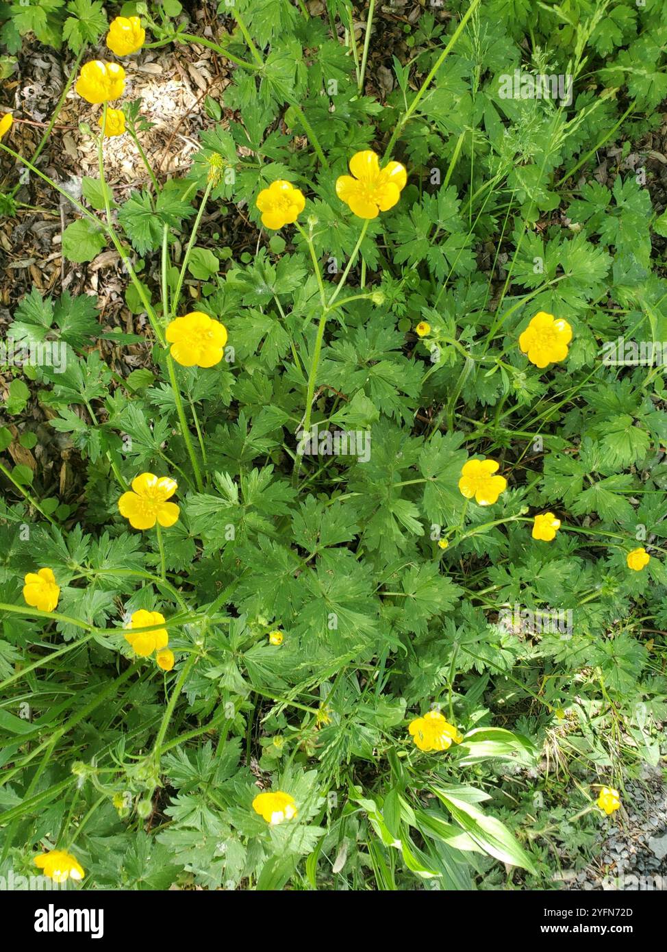Creeping buttercup (Ranunculus repens Stock Photo - Alamy