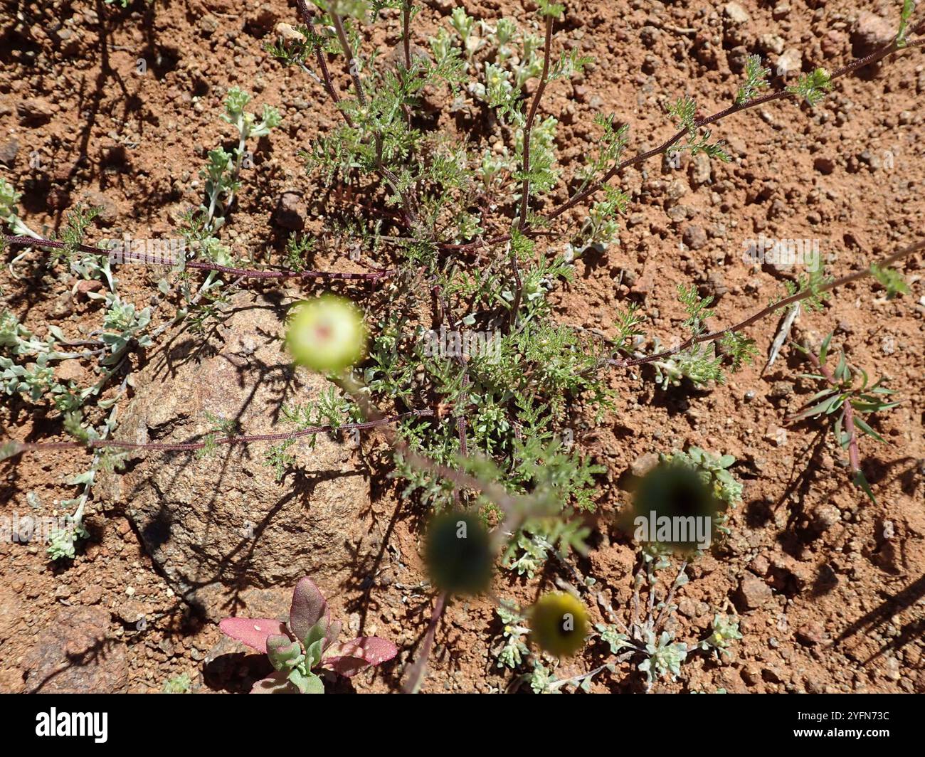 Grand Stinkweed (Oncosiphon grandiflorus Stock Photo - Alamy