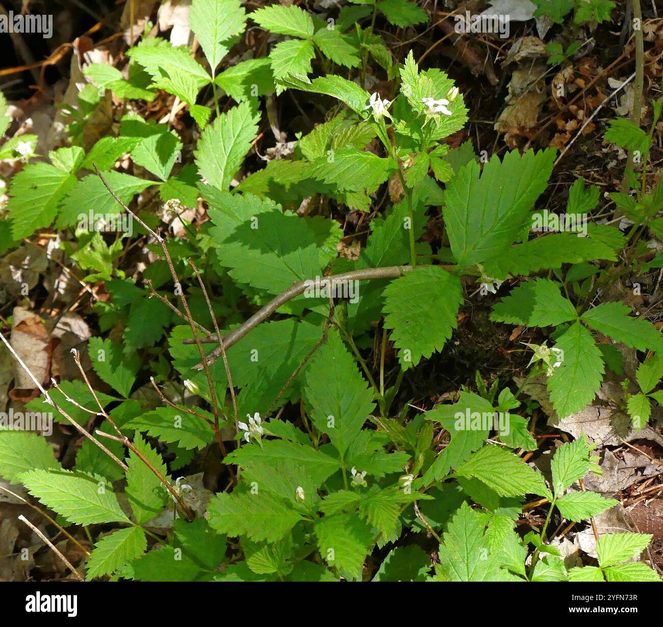 dwarf raspberry (Rubus pubescens Stock Photo - Alamy