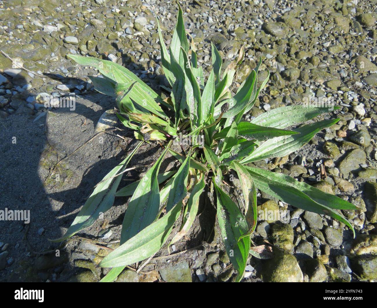 ribwort plantain (Plantago lanceolata Stock Photo - Alamy