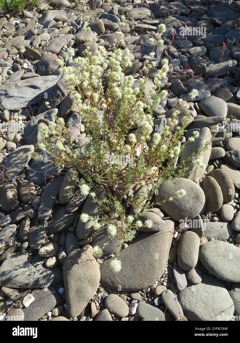 Spanish Wood Marjoram (Thymus mastichina Stock Photo - Alamy